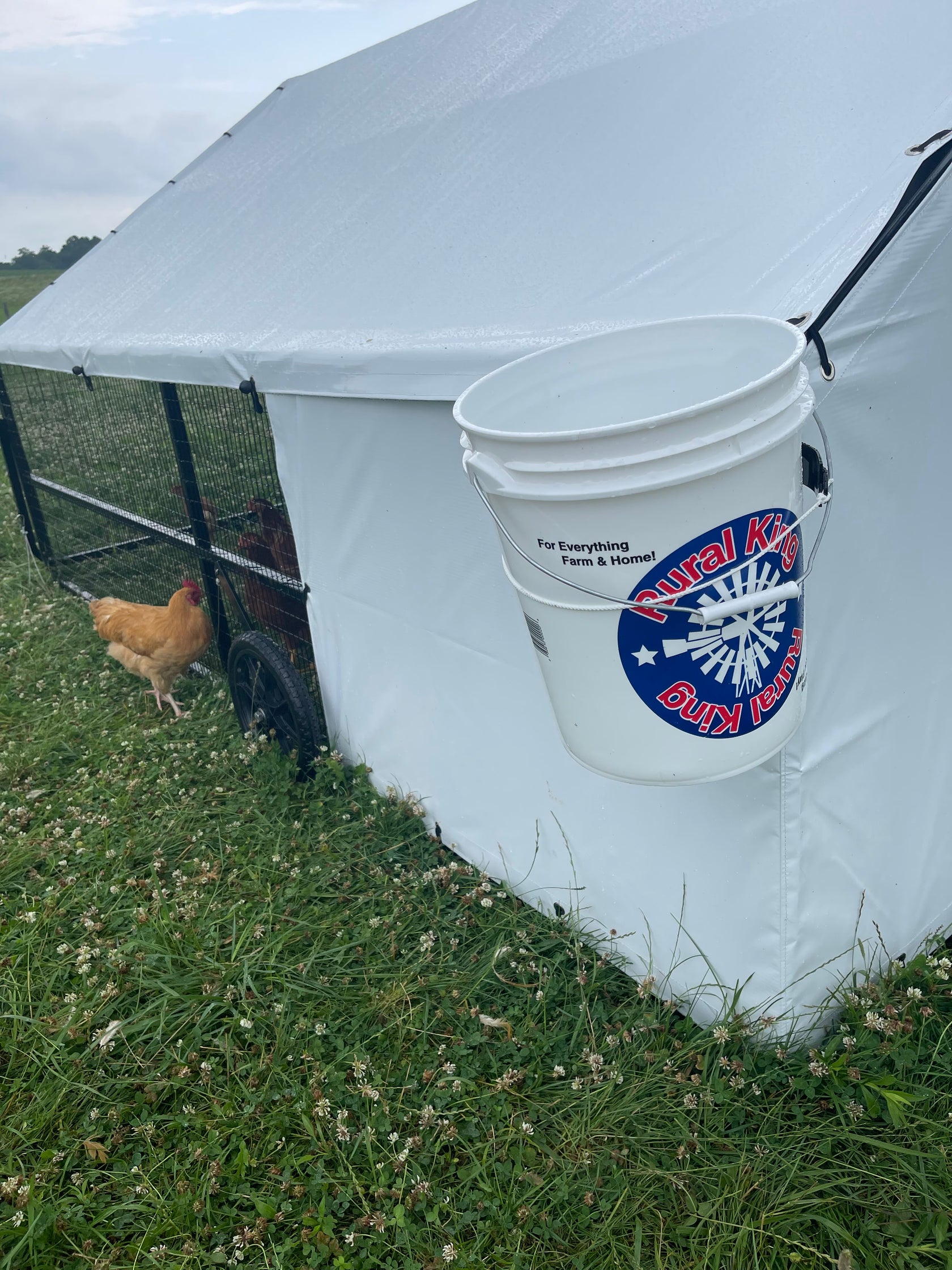 KUHL Automatic Watering Bell, Complete w/ Bucket - Default Title - My ...