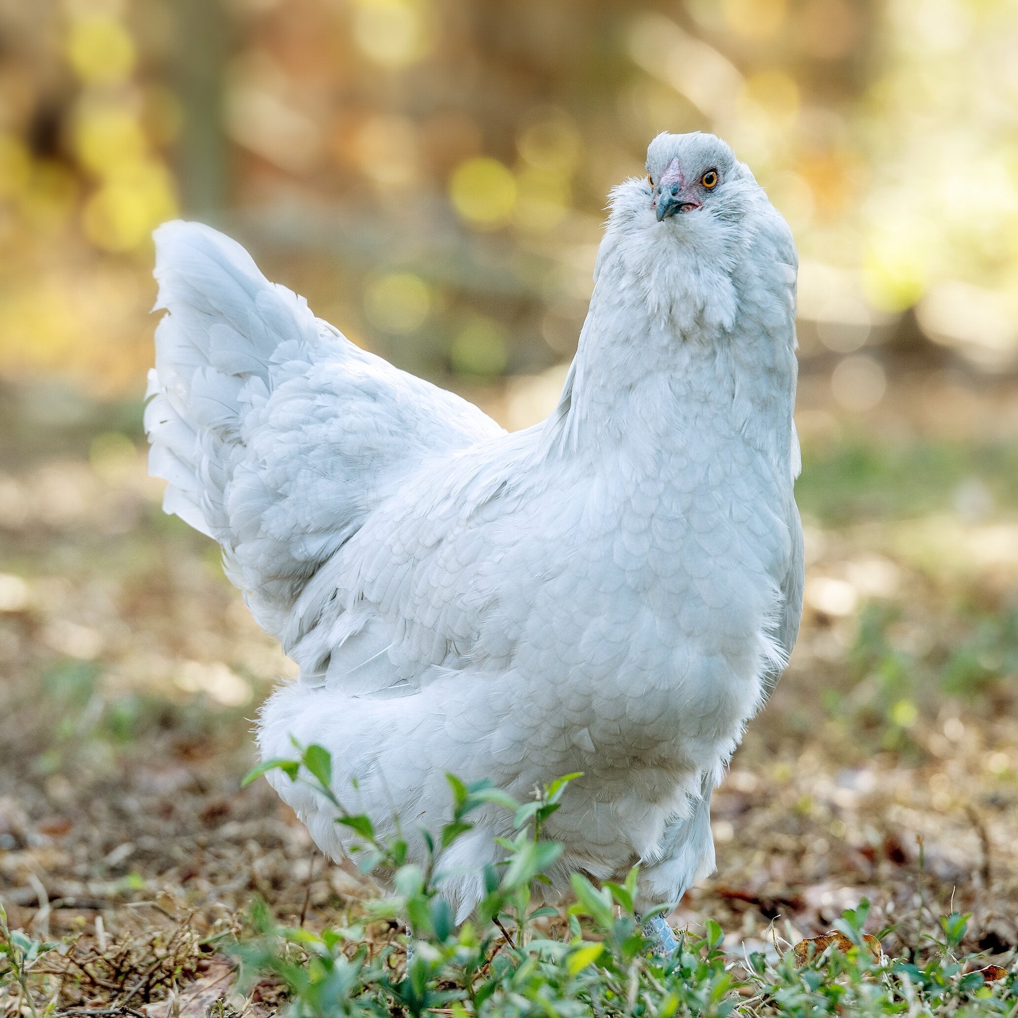 Chicken Breeds - My Pet Chicken