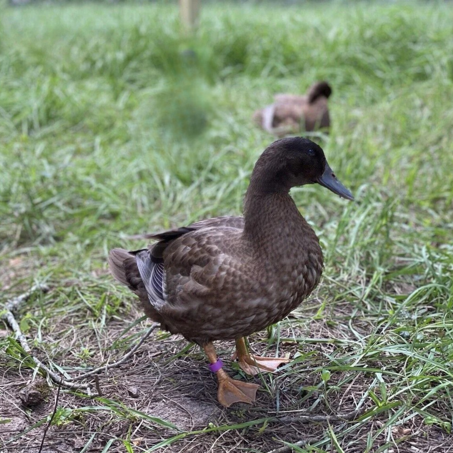 Hatching Eggs: Mixed-Breed Duck, Flock & Field Location - My Pet Chicken