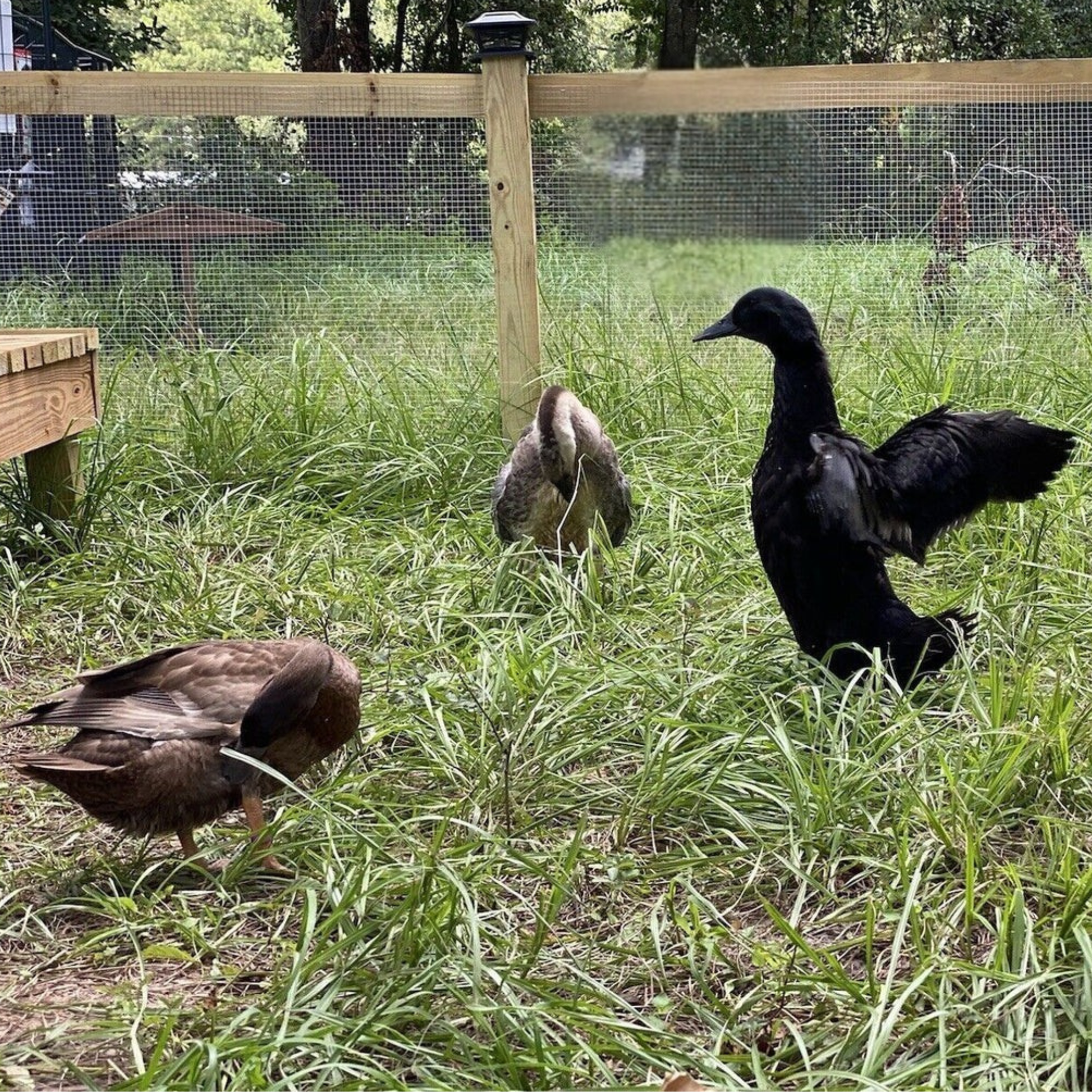 Hatching Eggs: Mixed-Breed Duck, Flock & Field Location - My Pet Chicken