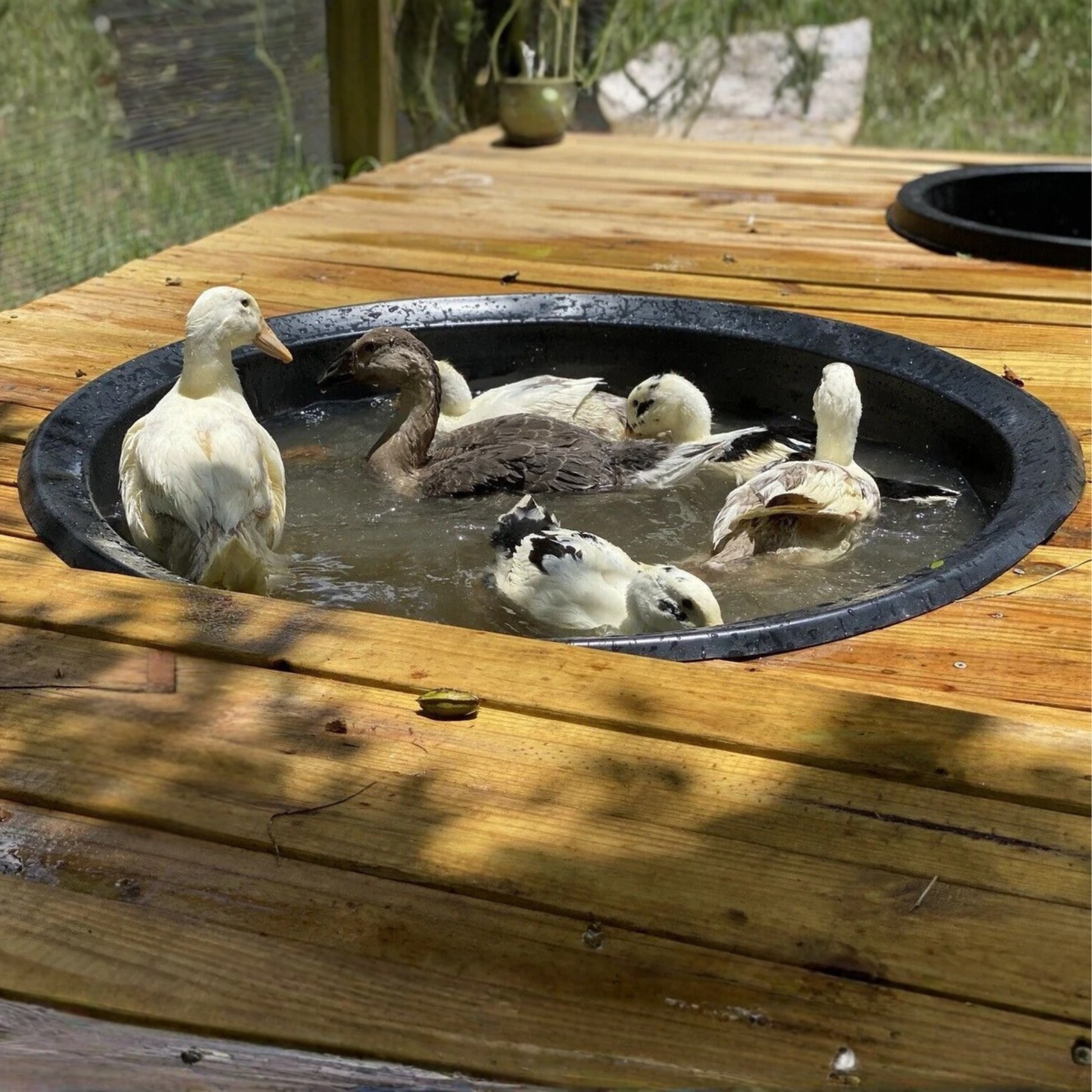 Hatching Eggs: Mixed-Breed Duck, Flock & Field Location - My Pet Chicken
