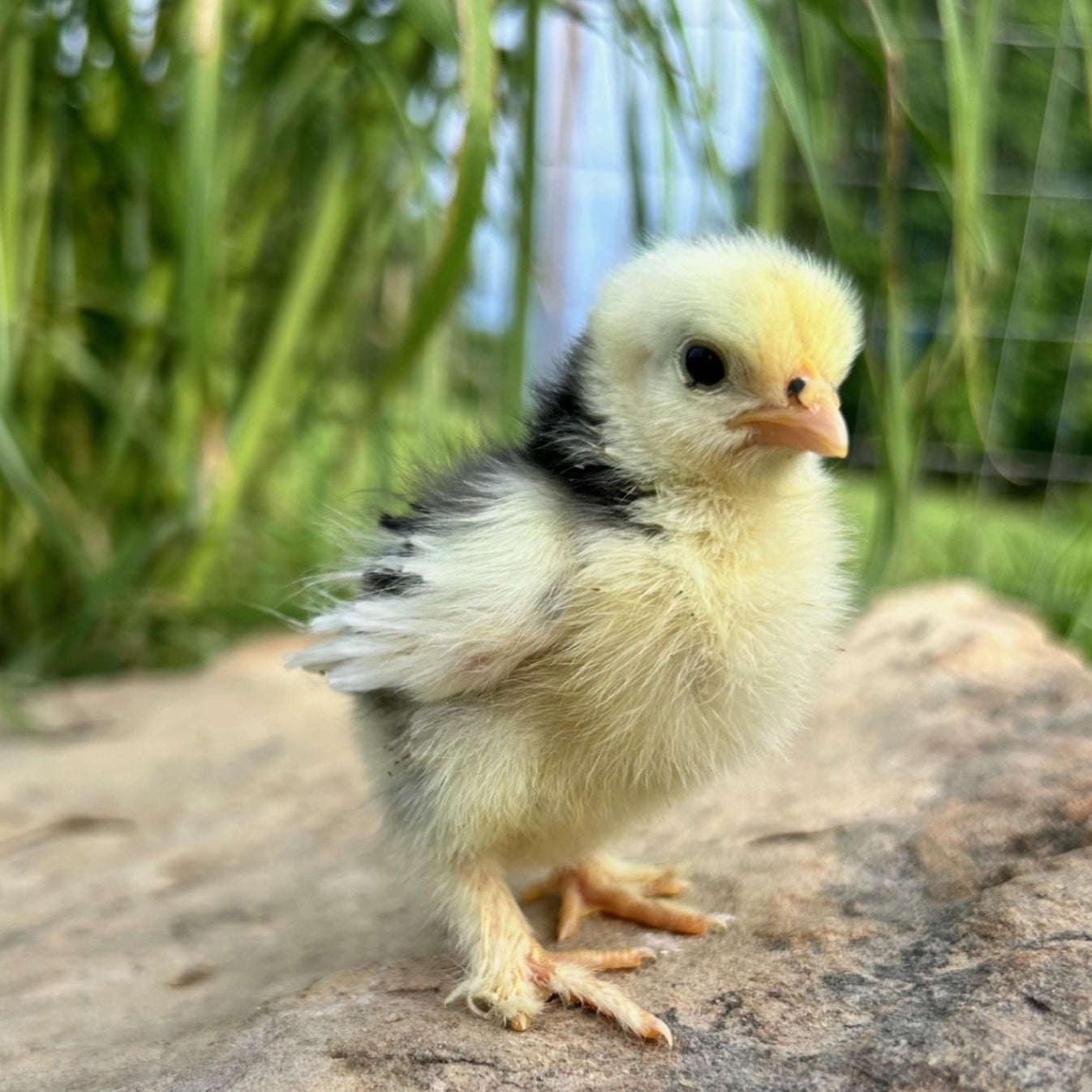 Baby Chicks: Mottled Frizzle Cochin Bantam - My Pet Chicken