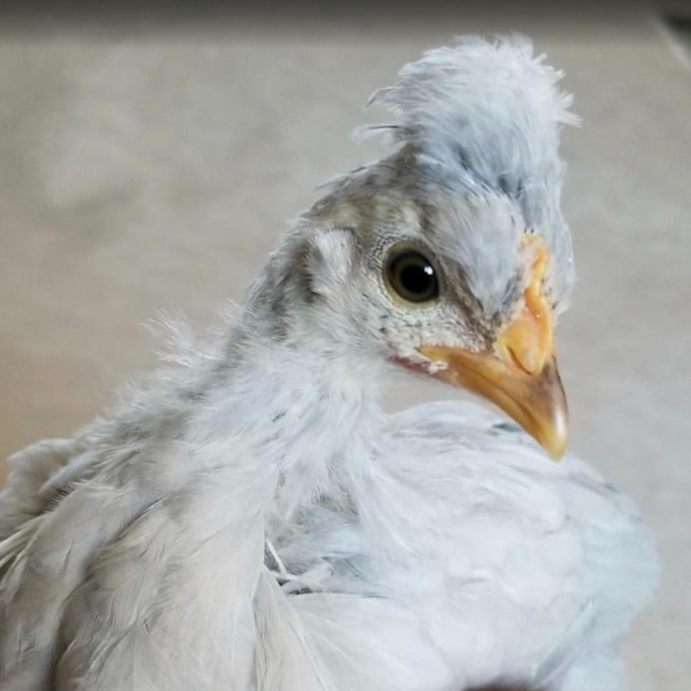 Pullet: Opal Legbar, Shipping Week of - My Pet Chicken