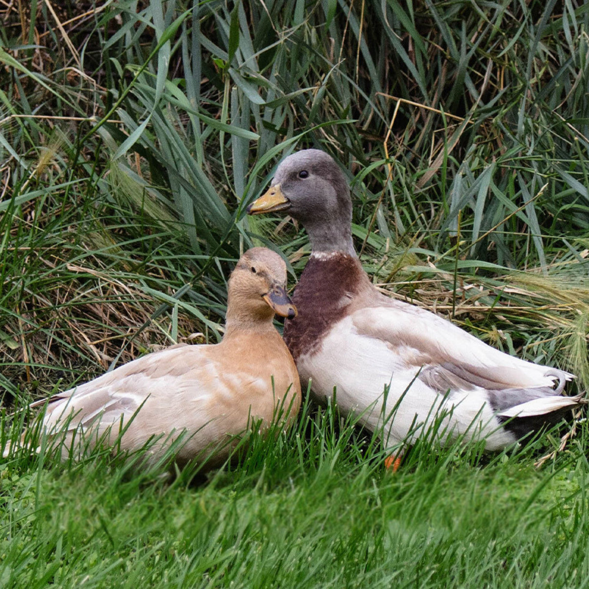 Hatching Eggs: Assorted Call Duck - My Pet Chicken