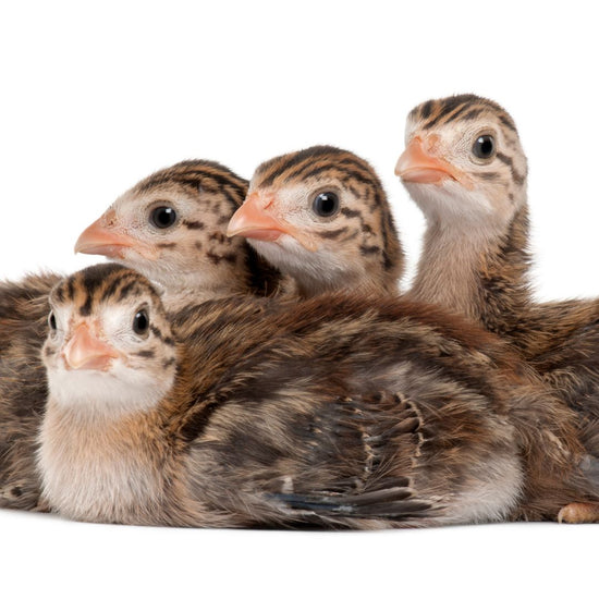 Pearl Guinea Fowl - My Pet Chicken