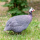 Pearl Guinea Fowl - My Pet Chicken
