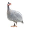Pearl Guinea Fowl - My Pet Chicken