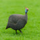 Pearl Guinea Fowl - My Pet Chicken