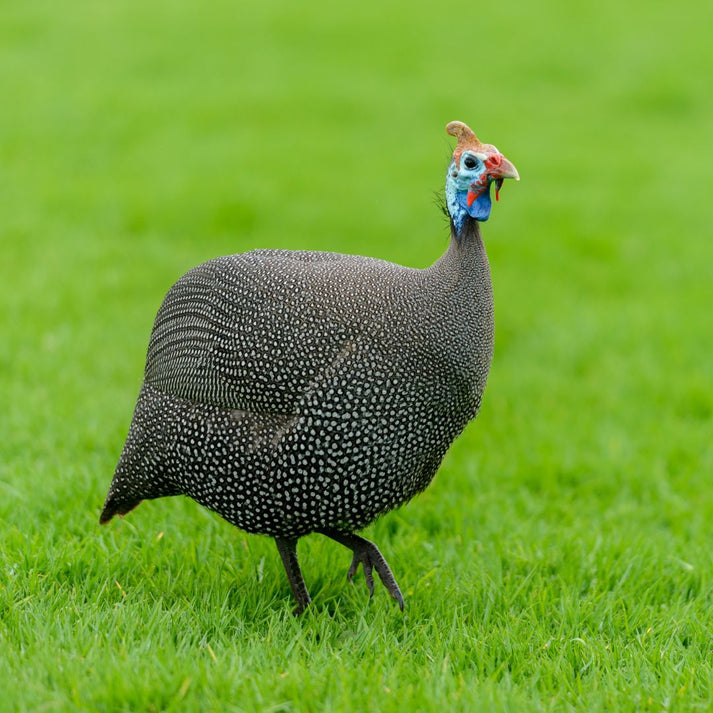 Pearl Guinea Fowl - My Pet Chicken