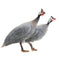 Pearl Guinea Fowl - My Pet Chicken