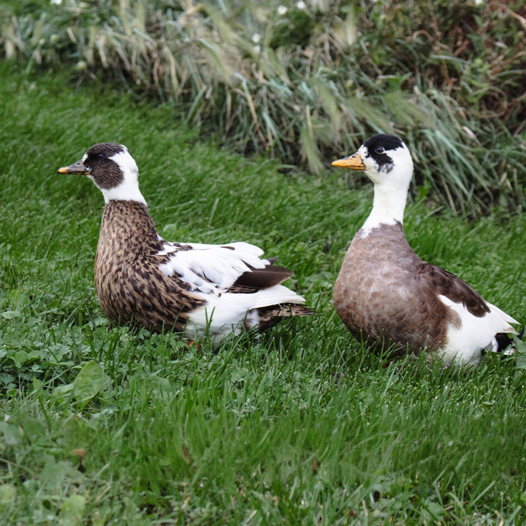 Hatching Eggs: Assorted Call Duck - My Pet Chicken