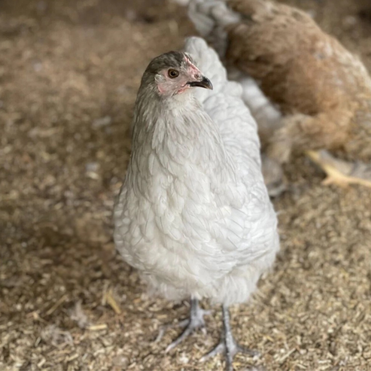 Hatching Eggs: Rare Rainbow Chicken Breed Assortment, Flock & Field Lo ...