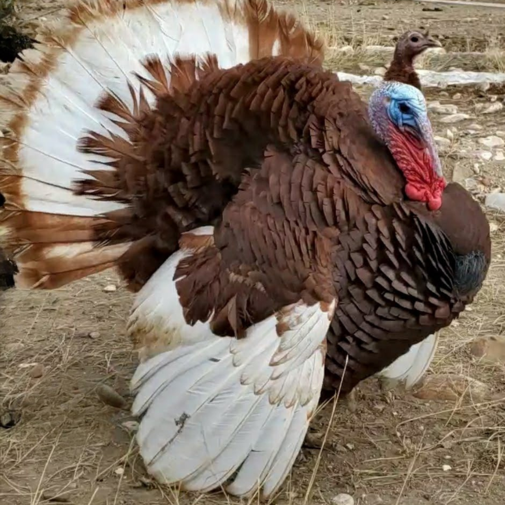 Turkey Poult: Bourbon Red - My Pet Chicken