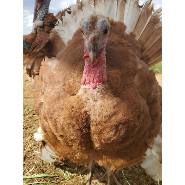 Turkey Poult: Bourbon Red - My Pet Chicken