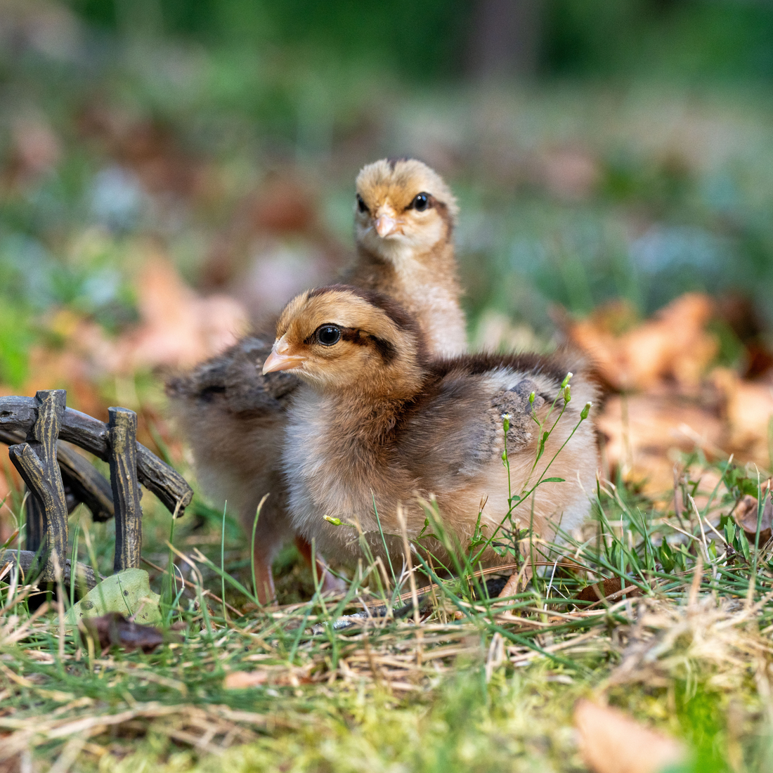 Baby Chicks: Red Dorking Bantam - My Pet Chicken