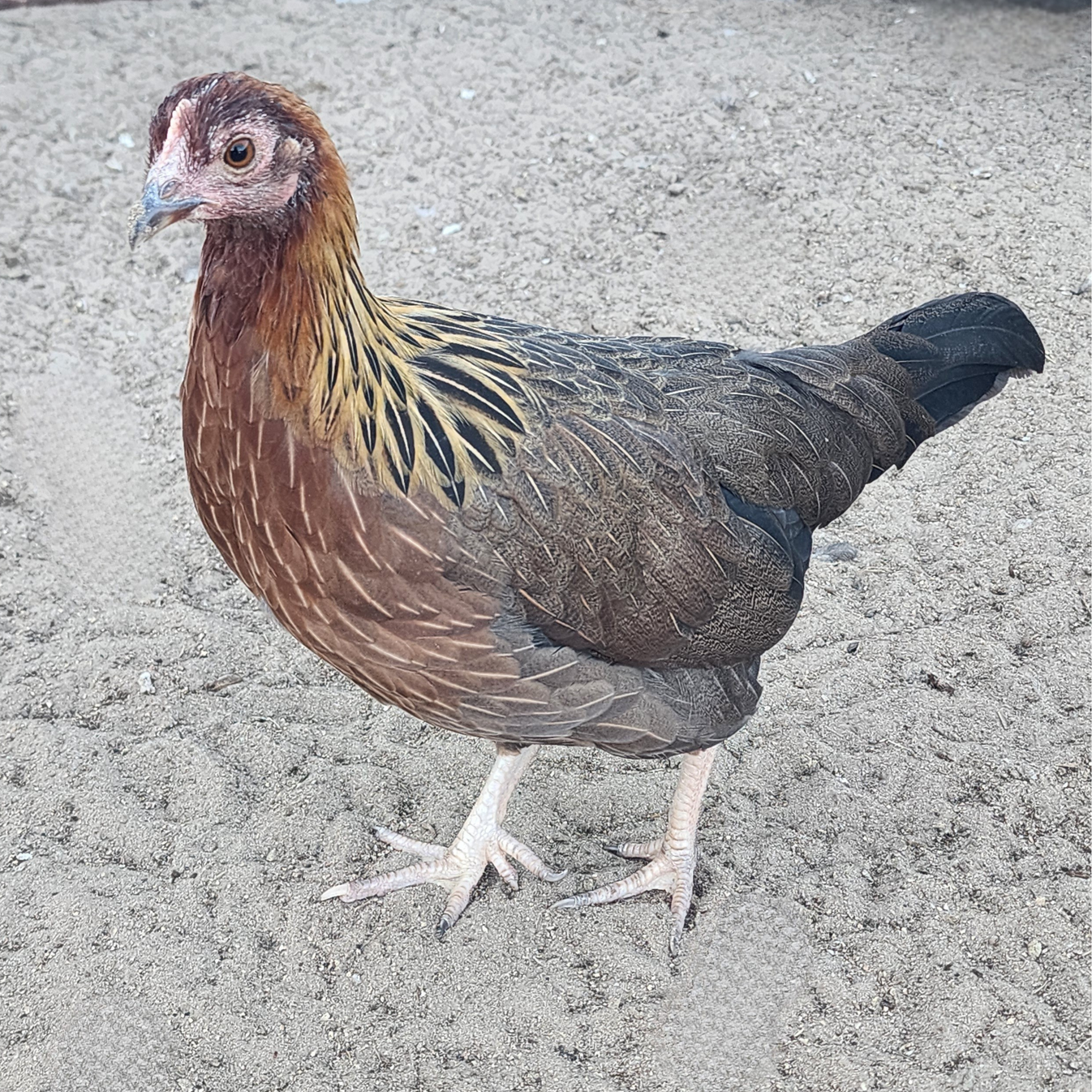 Baby Chicks: Red Dorking Bantam - My Pet Chicken