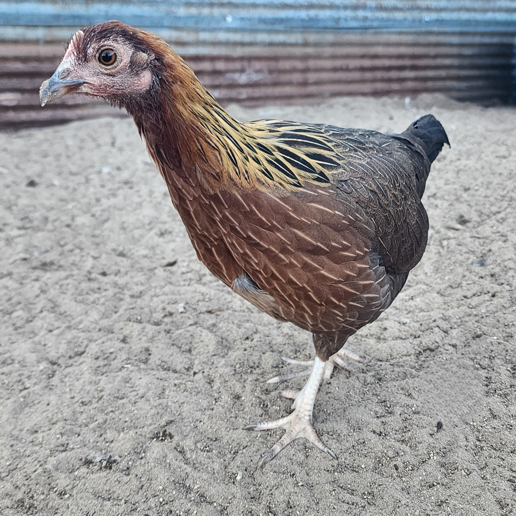 Baby Chicks: Red Dorking Bantam - My Pet Chicken