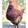 Pullet: Rhode Island Red, Shipping Week of - My Pet Chicken