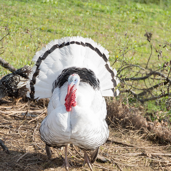 Turkey Poult: Royal Palm - My Pet Chicken