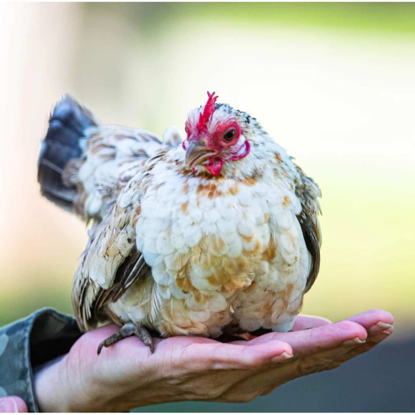 Hatching Eggs: Serama, Flock & Field Location - My Pet Chicken
