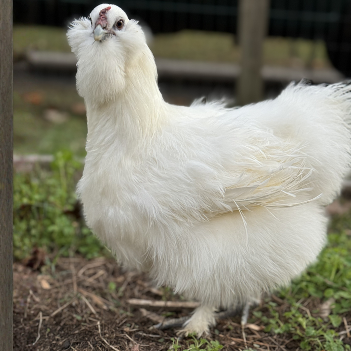 Pullet: Silked White Easter Egger, Shipping Week of - My Pet Chicken