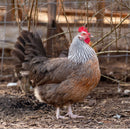 Baby Chicks: Silver Gray Dorking Bantam - Female - My Pet Chicken