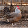 Baby Chicks: Silver Gray Dorking Bantam - Female - My Pet Chicken