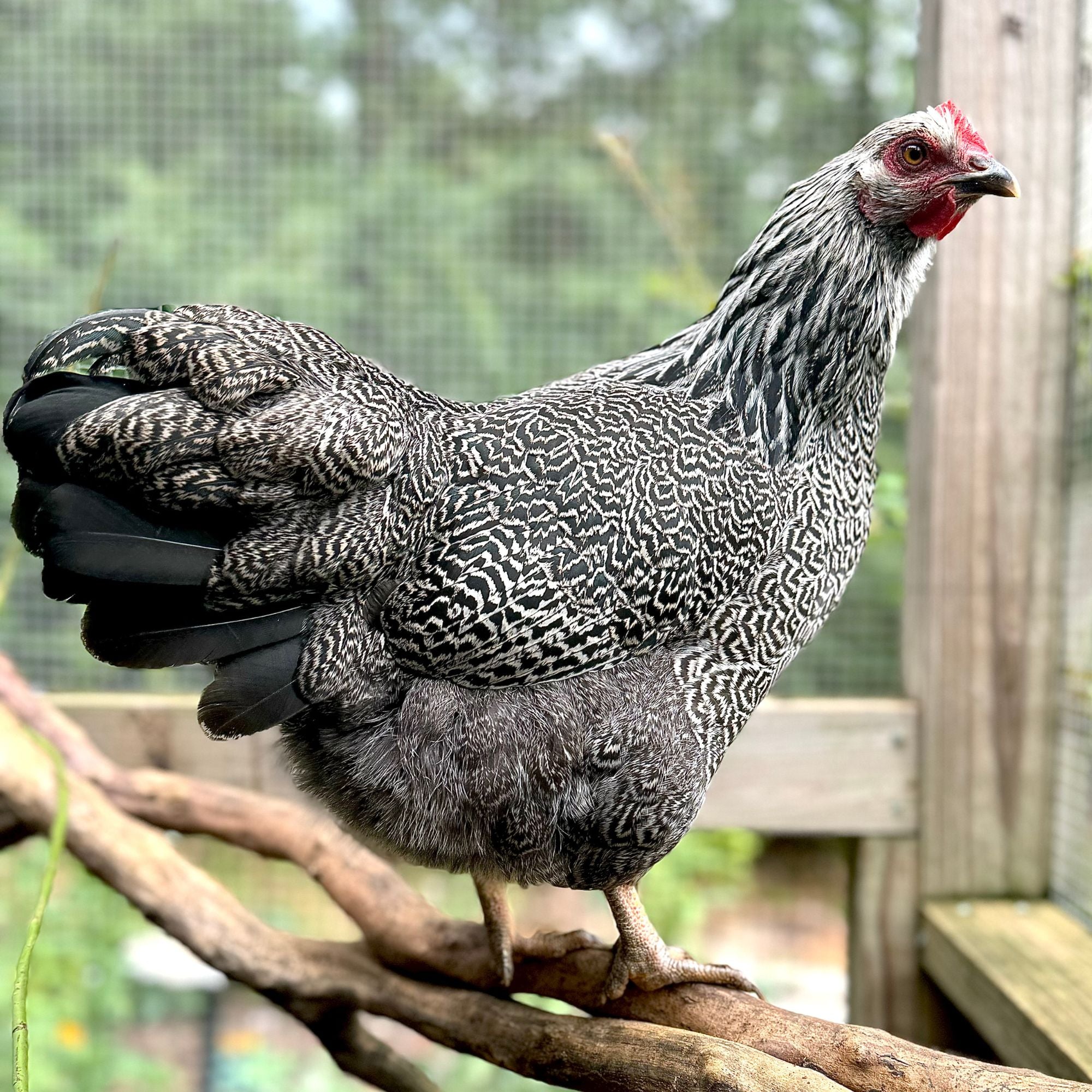 Baby Chicks: Silver Penciled Plymouth Rock - My Pet Chicken