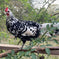 Baby Chicks: Silver Spangled Hamburg - My Pet Chicken