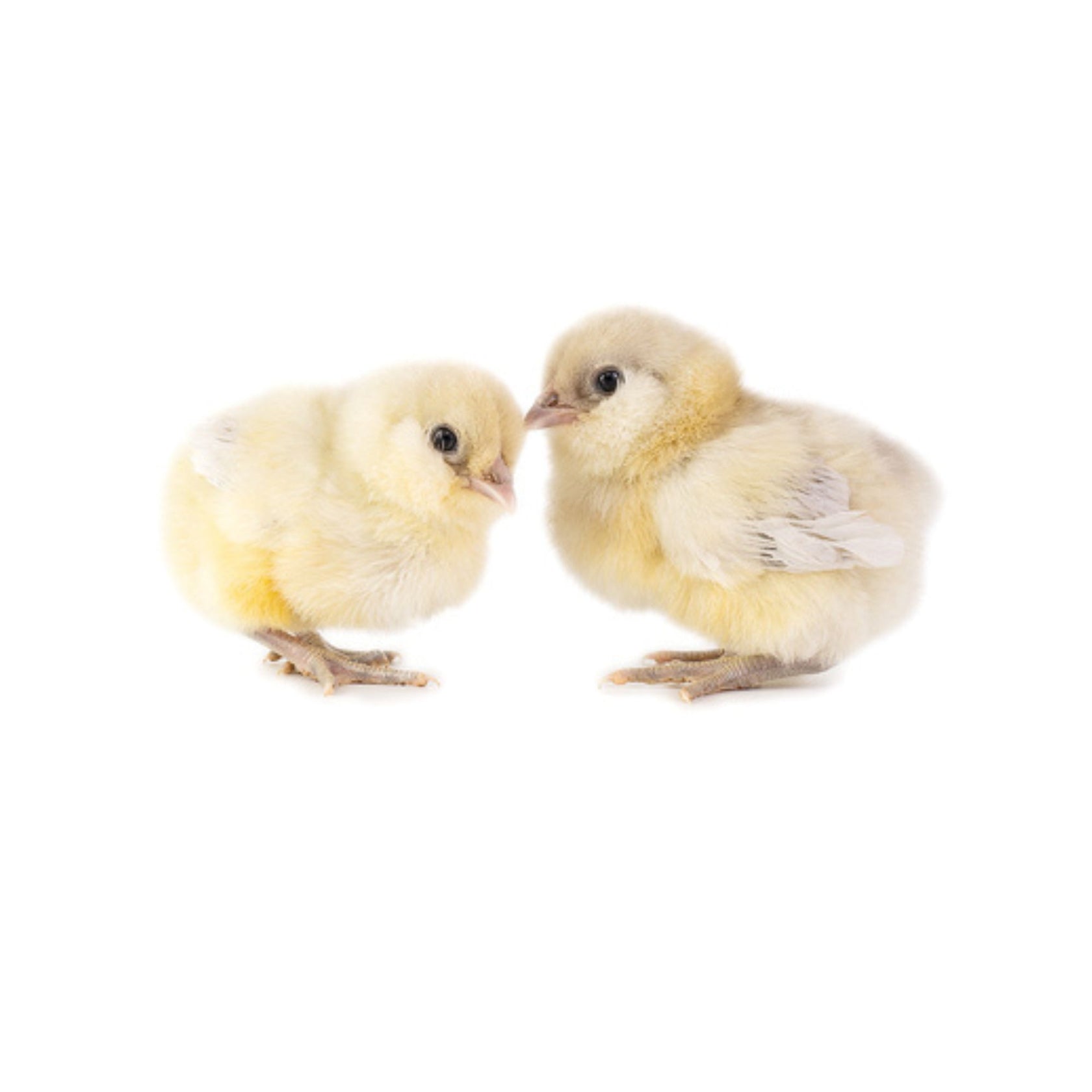 Baby Chicks: Blue Splash Ameraucana - My Pet Chicken