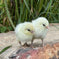 Baby Chicks: Splash Ameraucana Bantam - My Pet Chicken