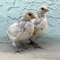Baby Chicks: Splash Ameraucana Bantam - My Pet Chicken