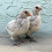 Baby Chicks: Splash Ameraucana Bantam - My Pet Chicken