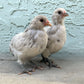 Baby Chicks: Splash Ameraucana Bantam - My Pet Chicken