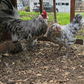 Baby Chicks: Splash Ameraucana Bantam - My Pet Chicken