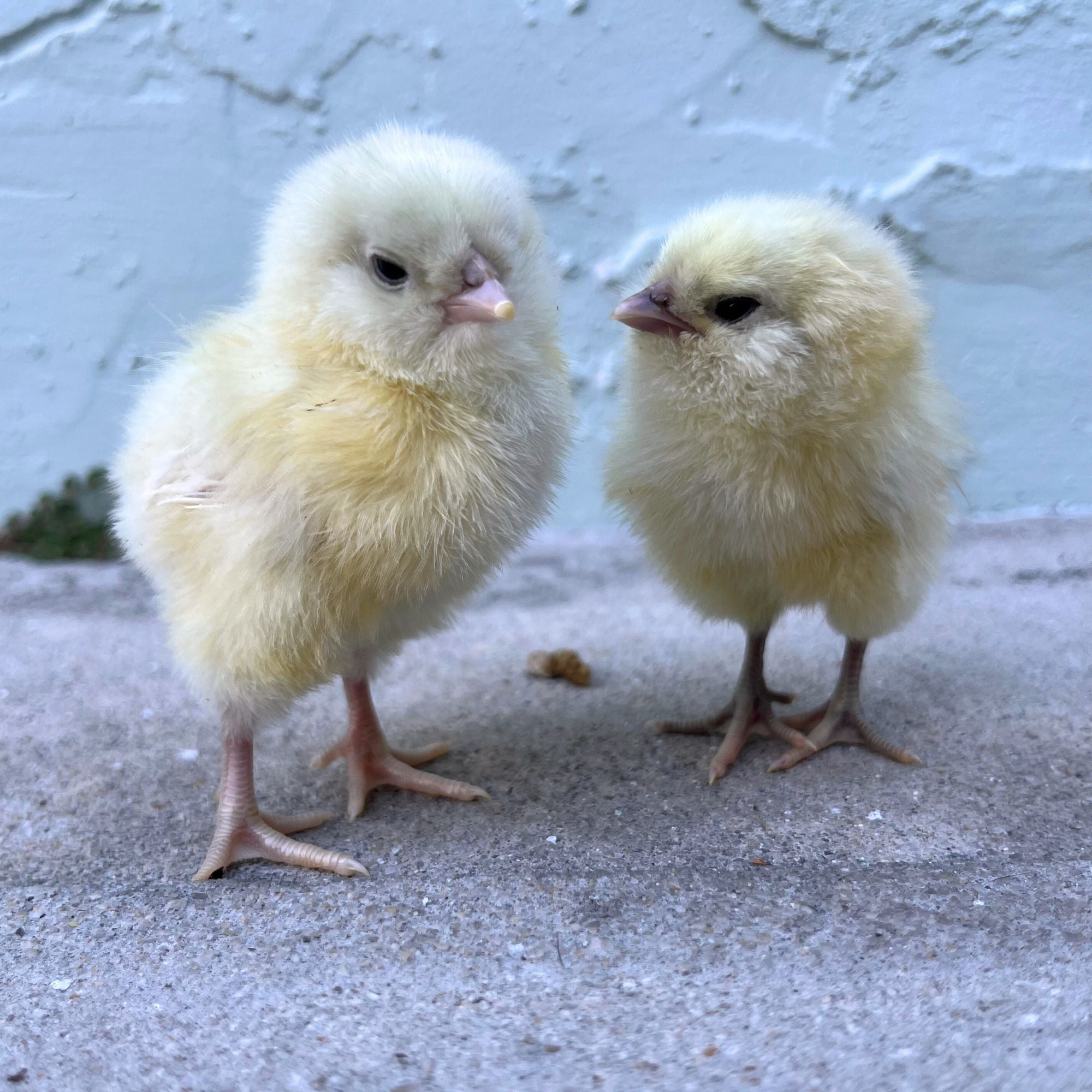 Baby Chicks: Splash Ameraucana Bantam - My Pet Chicken