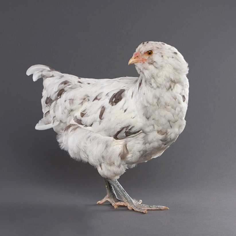 Baby Chicks: Blue Splash Ameraucana - My Pet Chicken