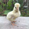 Baby Chicks: White Crested Splash Polish - My Pet Chicken