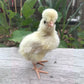 Baby Chicks: White Crested Splash Polish - My Pet Chicken
