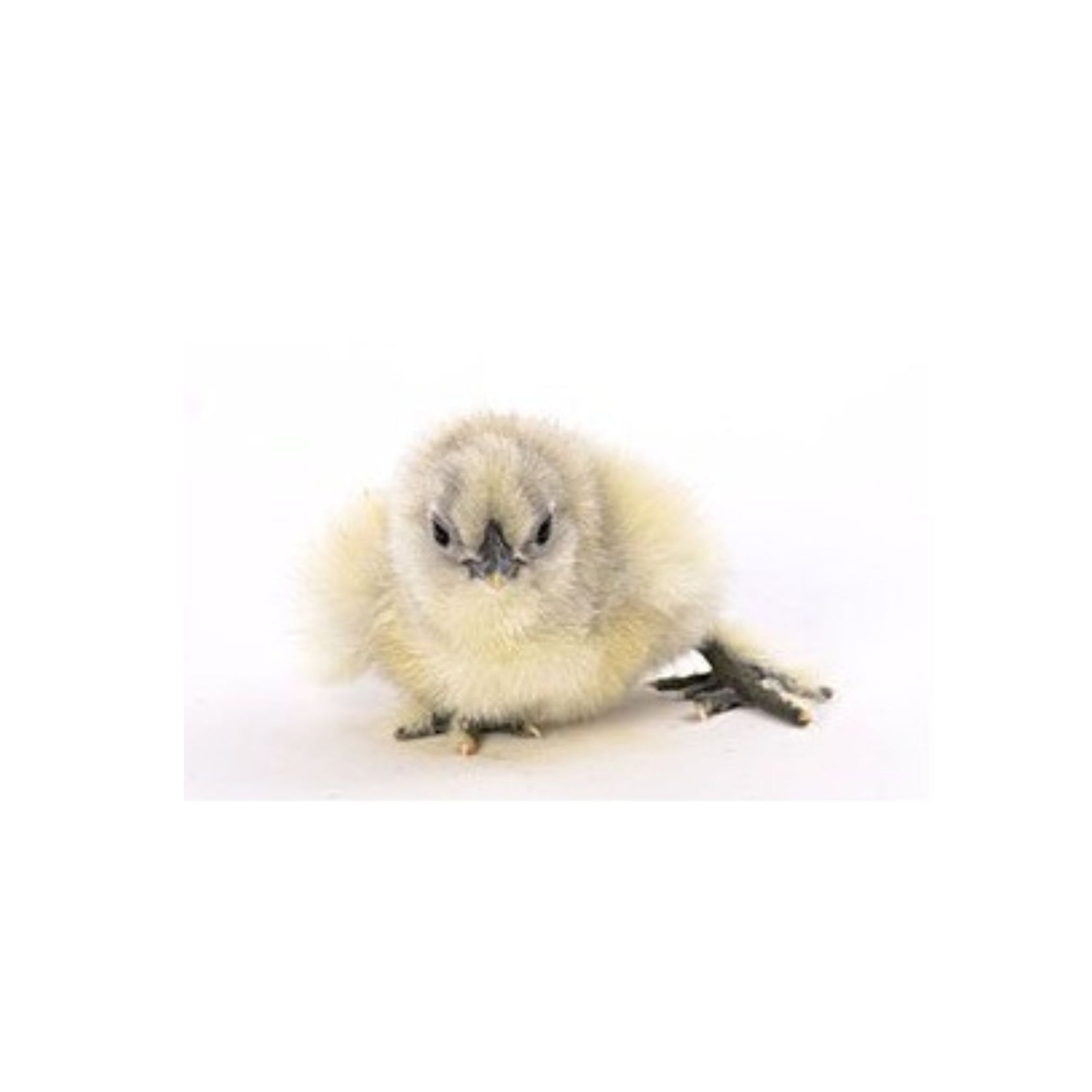 Baby Chicks: Splash Silkies - My Pet Chicken