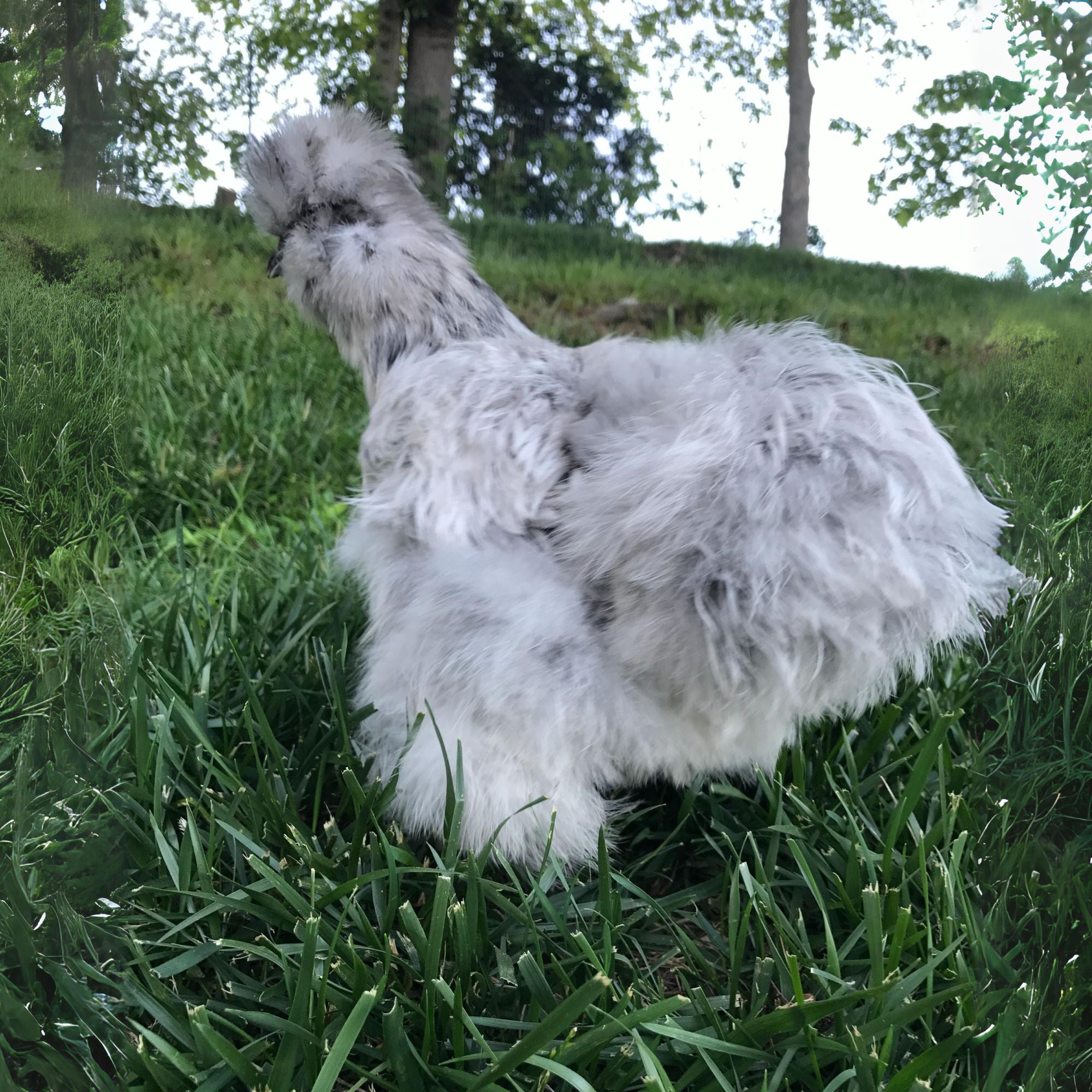 Baby Chicks: Splash Silkies - My Pet Chicken