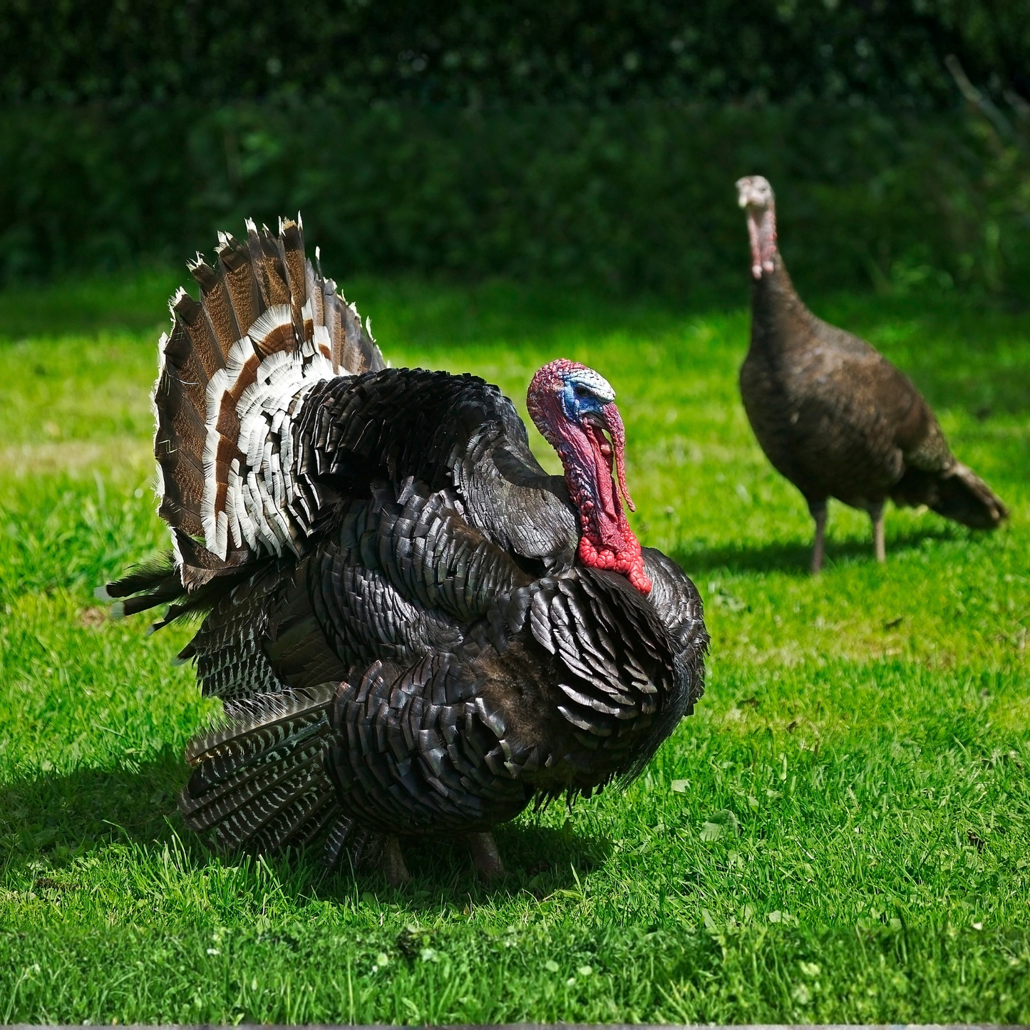 Turkey Poult: Standard Bronze - My Pet Chicken