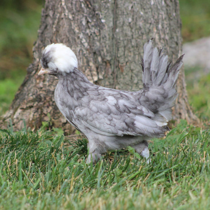 Pullet: White Crested Blue Polish, Shipping week of - My Pet Chicken