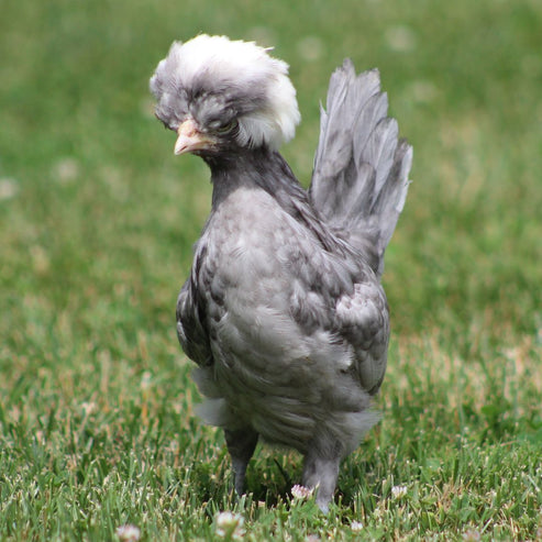 Pullet: White Crested Blue Polish, Shipping Week of - My Pet Chicken