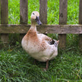Ducklings: Welsh Harlequin - My Pet Chicken