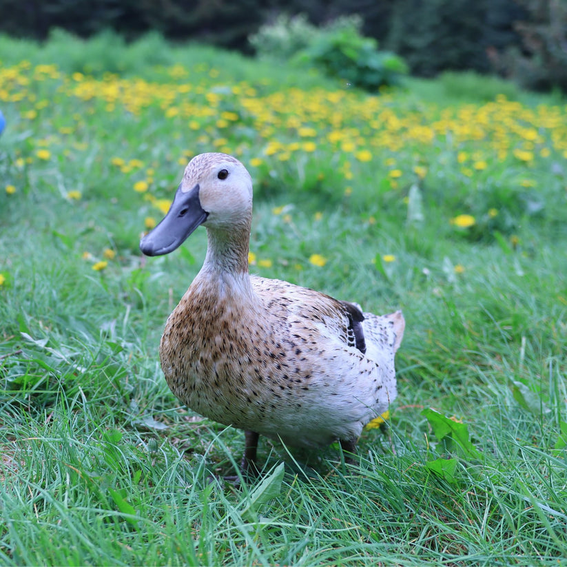 Ducklings: Welsh Harlequin - My Pet Chicken