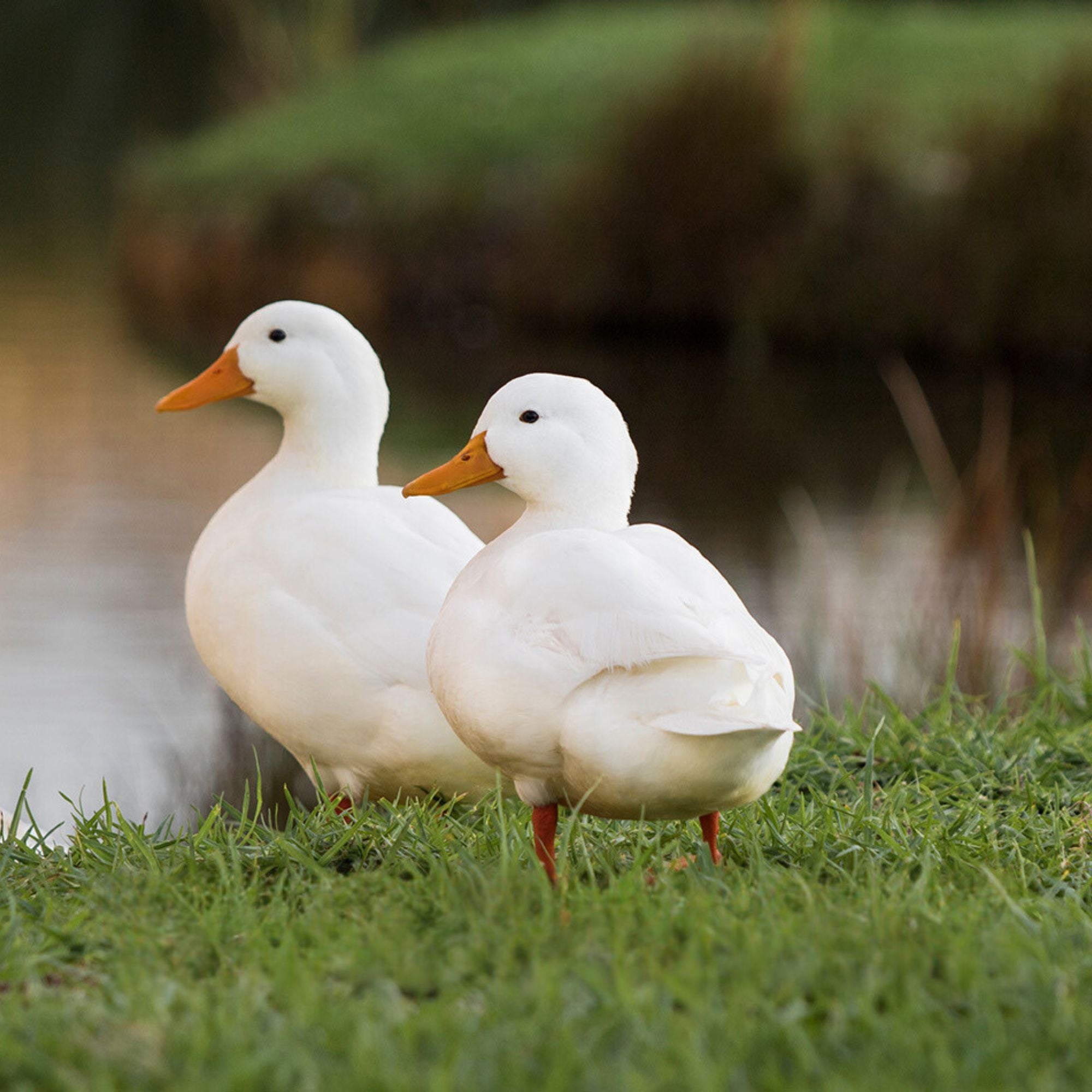 Hatching Eggs: Assorted Call Duck - My Pet Chicken