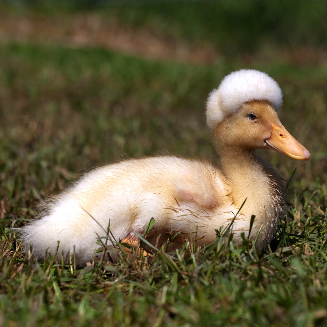 Hatching Eggs: White Crested Duck - My Pet Chicken