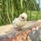 Baby Chicks: White Crested Splash Polish - My Pet Chicken