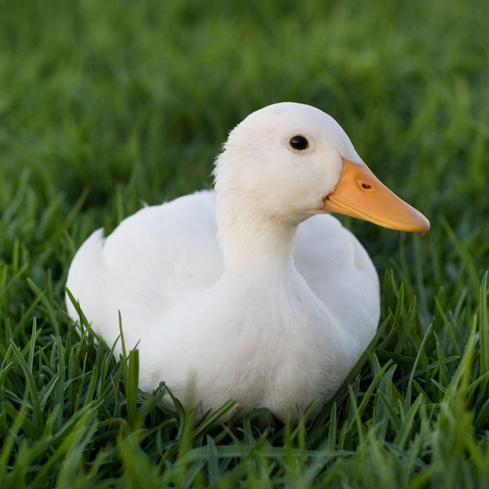 Hatching Eggs: White Layer Duck - My Pet Chicken